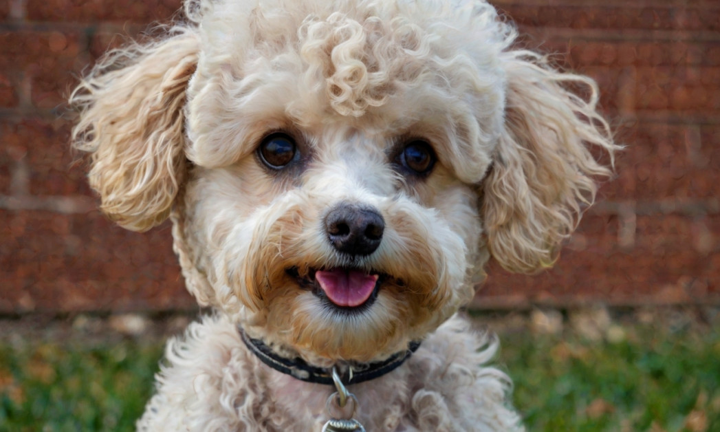 Bolonoodle: Bolognese Poodle Mix The Adorable Smart Family Companion