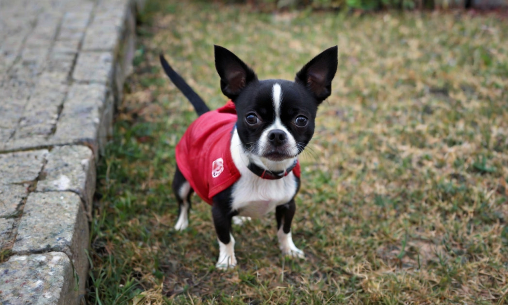 Boston Terrier Chihuahua Mix