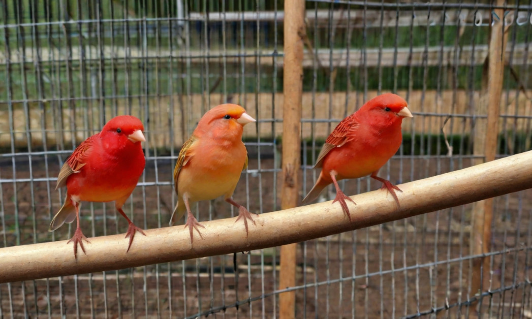 Buying and Selecting Red Canaries: Expert Tips for Perfect Pet Choice