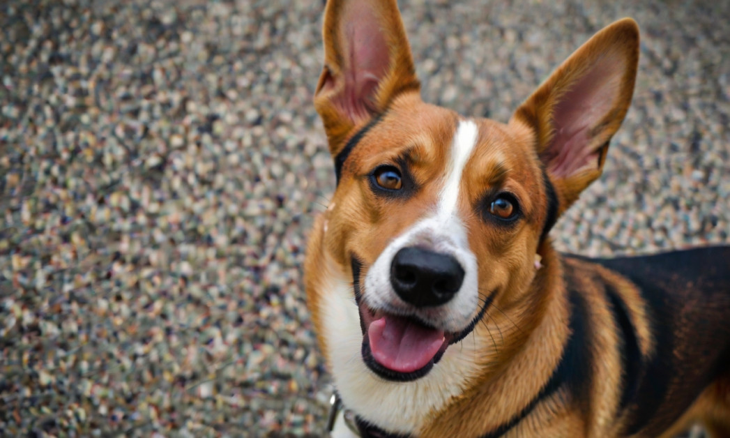 Corgi Doberman Mix: The Ultimate Guide to This Unlikely Duo