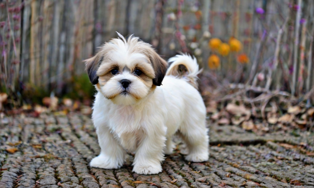 Best 300+ Coton Tzu: Adorable Names for Coton De Tulear Shih Tzu Mix 2024