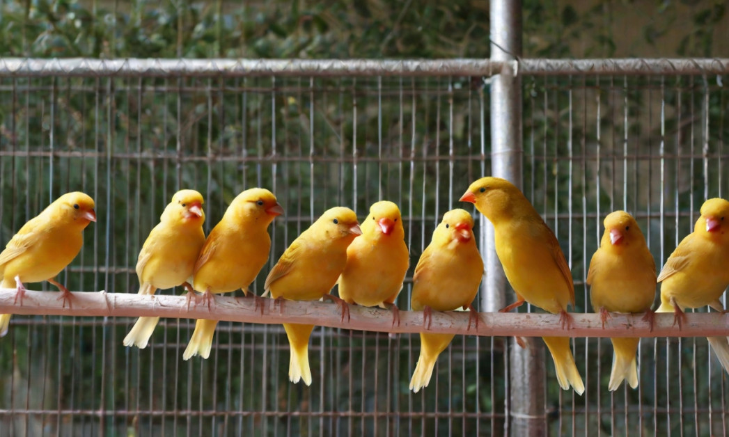 Exhibiting Red Canaries: Ultimate Tips for a Stunning Display