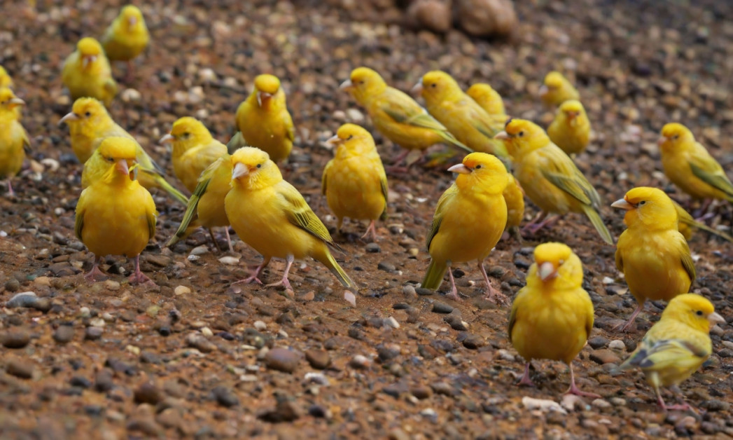 Exploring the World of Canaries: Discover the Most Popular Types